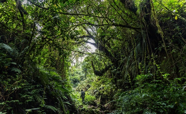 Congo-Kinshasa: M23 Mass Killings Near Virunga National Park