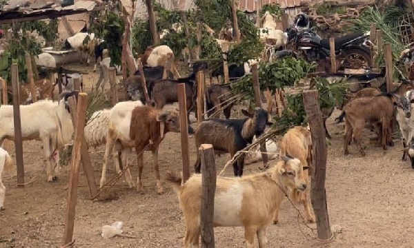 Sunyani Traders Report Stable Goat and Sheep Prices During Festive Season