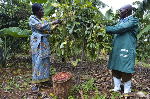 Rwanda: Coffee Price Rise Sets Stage for Improved Farmer Incomes