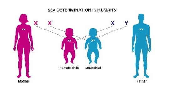 Male child preference fades among modern men - Fertility advisor ...