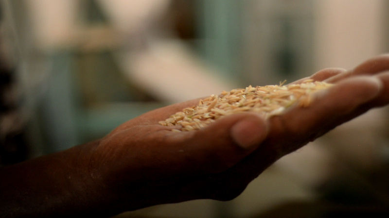 WFP’s fortified rice project improves school feeding, farmer incomes in ...