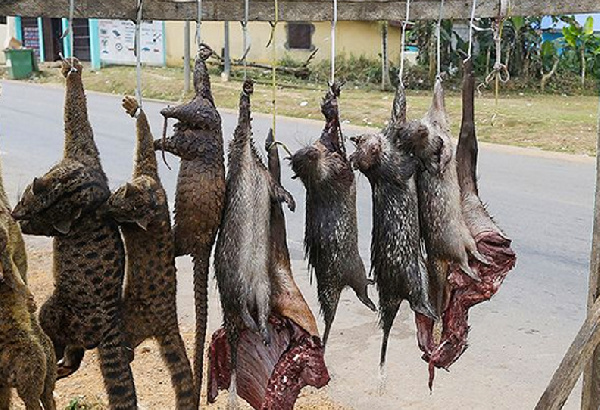 Hunting and bushmeat trade banned from August to December 2024 ...